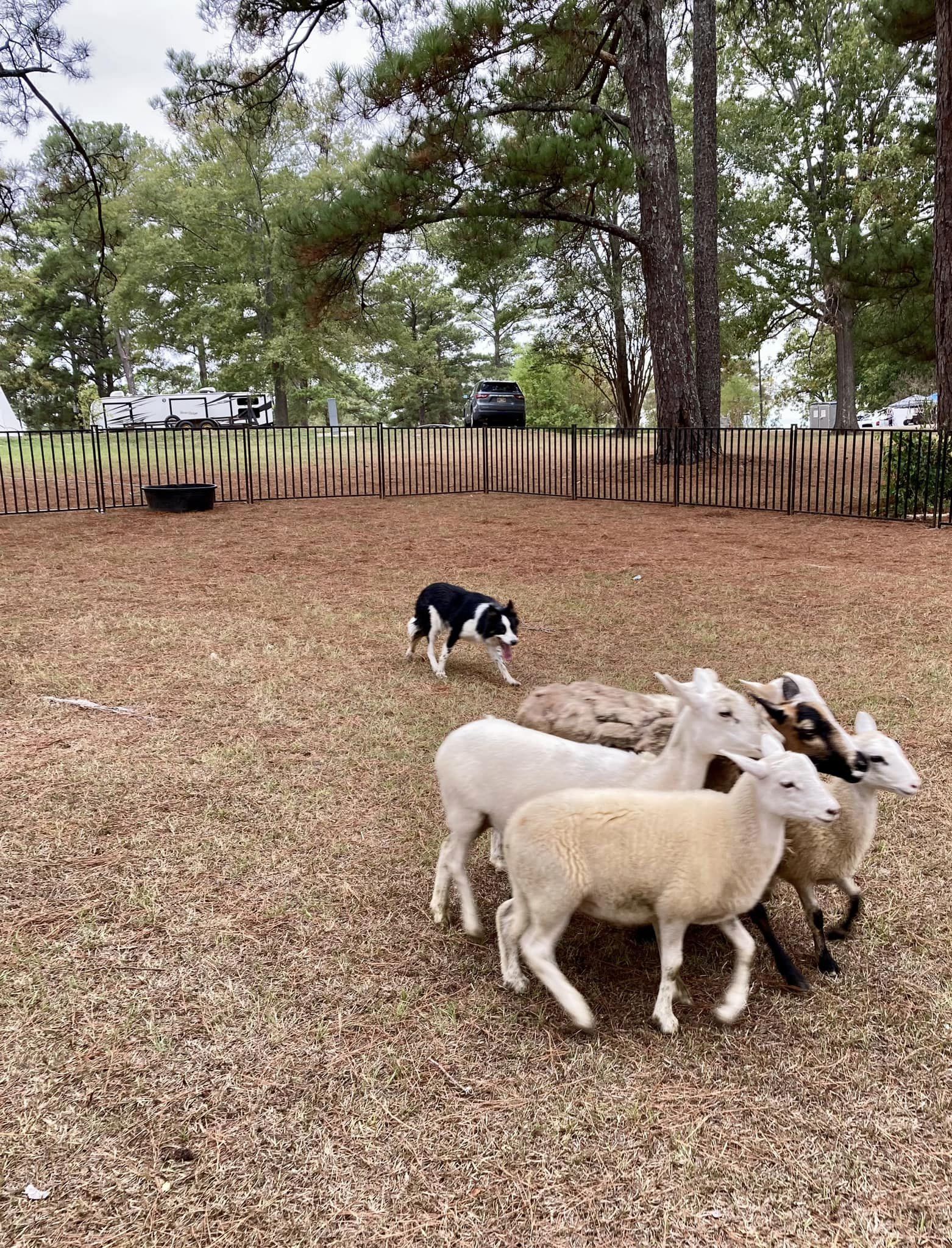 Herding on the Rez | CelticFest Mississippi